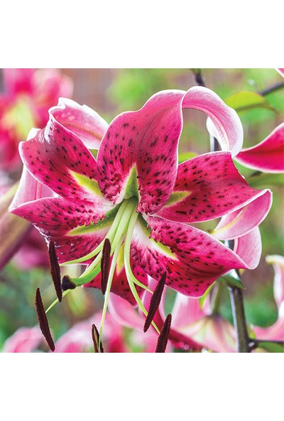 Nandina Botanik 3 Adet Fuşya Kokulu Lilyum (Zambak) Çiçeği Soğanı Nandina Botanik 3 Adet Fuşya Kokulu Lilyum (Zambak) Çiçeği Soğanı