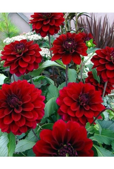 Nandina Botanik 3 Adet Yıldız Çiçeği Soğanı ( Dahlıa Yumrusu) Koyu Kırmızı