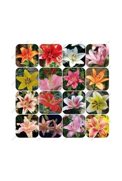 Nandina Botanik 16 Adet Karışık Renklerde Kokulu Lilyum (Zambak) Çiçeği Soğanı Nandina Botanik 16 Adet Karışık Renklerde Kokulu Lilyum (Zambak) Çiçeği Soğanı