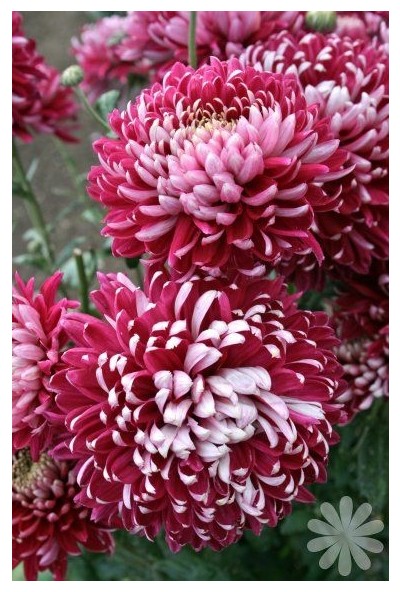 Nandina Botanik 3 Adet Yıldız Çiçeği Soğanı ( Dahlıa Yumrusu) Dev Ebruli Pembe Nandina Botanik 3 Adet Yıldız Çiçeği Soğanı ( Dahlıa Yumrusu) Dev Ebruli Pembe