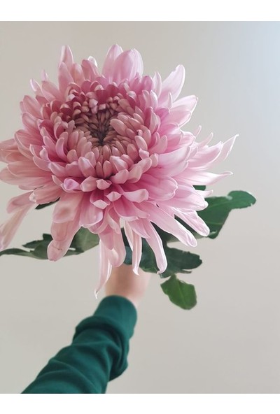 Nandina Botanik 3 Adet Yıldız Çiçeği Soğanı ( Dahlıa Yumrusu) Dev Pudra Rengi Nandina Botanik 3 Adet Yıldız Çiçeği Soğanı ( Dahlıa Yumrusu) Dev Pudra Rengi