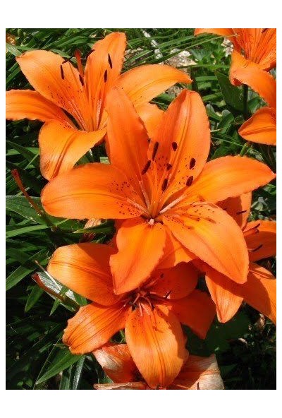 Nandina Botanik 3 Adet Pastel Turuncu Kokulu Lilyum (Zambak) Çiçeği Soğanı Nandina Botanik 3 Adet Pastel Turuncu Kokulu Lilyum (Zambak) Çiçeği Soğanı