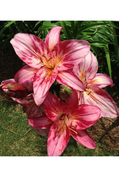 Nandina Botanik 3 Adet Alacalı Pembe Kokulu Lilyum (Zambak) Çiçeği Soğanı Nandina Botanik 3 Adet Alacalı Pembe Kokulu Lilyum (Zambak) Çiçeği Soğanı