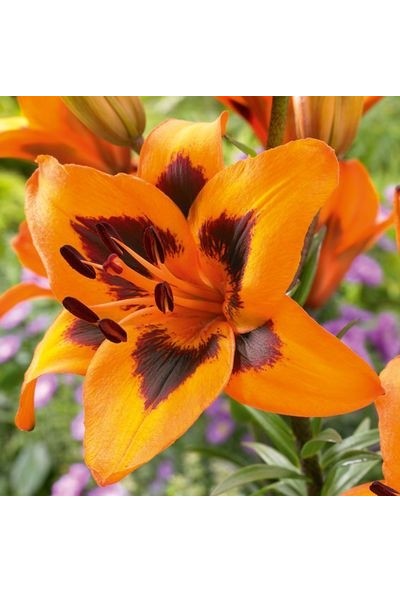 Nandina Botanik 3 Adet Kahve Lekeli Turuncu Kokulu Lilyum (Zambak) Çiçeği Soğanı