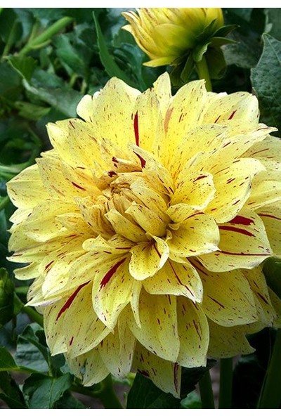 Nandina Botanik 3 Adet Yıldız Çiçeği Soğanı ( Dahlıa Yumrusu) Lekeli Sarı