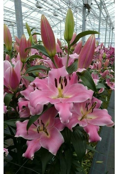 Nandina Botanik 3 Adet Güzel Pembe Kokulu Lilyum (Zambak) Çiçeği Soğanı