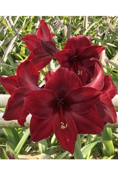 Nandina Botanik 3 Adet Bordo Kokulu Lilyum (Zambak) Çiçeği Soğanı