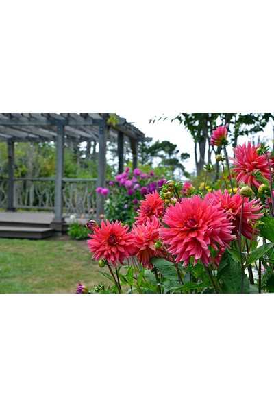 Nandina Botanik 3 Adet Yıldız Çiçeği Soğanı ( Dahlıa Yumrusu) Mat Pembe Nandina Botanik 3 Adet Yıldız Çiçeği Soğanı ( Dahlıa Yumrusu) Mat Pembe