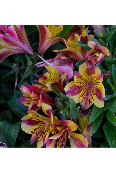 Nandina Botanik 3 Adet Sarı Pembe Şeritli Kokulu Lilyum (Zambak) Çiçeği Soğanı Nandina Botanik 3 Adet Sarı Pembe Şeritli Kokulu Lilyum (Zambak) Çiçeği Soğanı