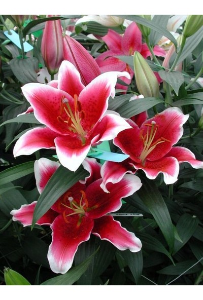 Nandina Botanik 3 Beyaz Kenarlı Kırmızı Kokulu Lilyum (Zambak) Çiçeği Soğanı