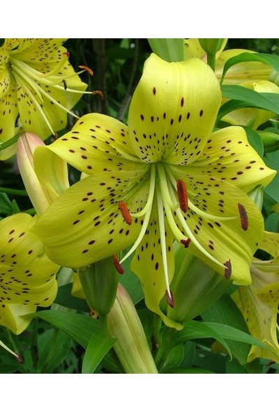 Nandina Botanik 3 Adet Çilli Yeşil Kokulu Lilyum (Zambak) Çiçeği Soğanı Nandina Botanik 3 Adet Çilli Yeşil Kokulu Lilyum (Zambak) Çiçeği Soğanı