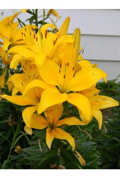 Nandina Botanik 3 Adet Koyu Sarı Kokulu Lilyum (Zambak) Çiçeği Soğanı