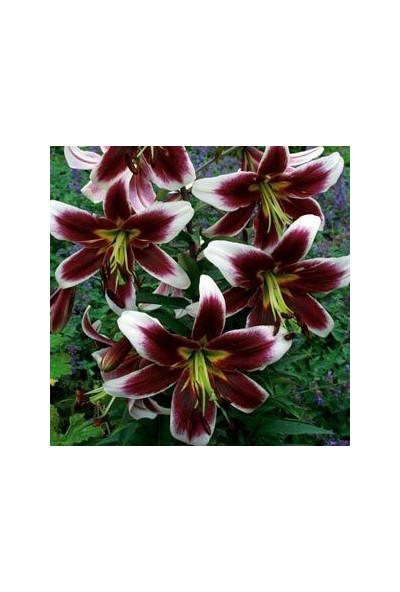 Nandina Botanik 3 Adet Beyaz Kenarlı Bordo Kokulu Lilyum (Zambak) Çiçeği Soğanı