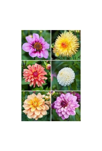 Nandina Botanik Yıldız Çiçeği Soğanı ( Dahlıa Yumrusu) 6 Adet Karışık Nandina Botanik Yıldız Çiçeği Soğanı ( Dahlıa Yumrusu) 6 Adet Karışık