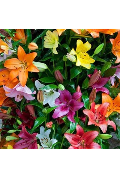 Nandina Botanik 5 Adet Karışık Canlı Renklerde Kokulu Lilyum (Zambak) Çiçeği Soğanı Nandina Botanik 5 Adet Karışık Canlı Renklerde Kokulu Lilyum (Zambak) Çiçeği Soğanı
