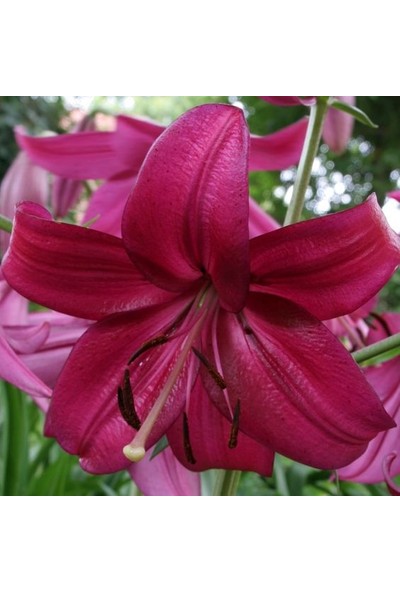 Nandina Botanik 3 Adet Canlı Fuşya Kokulu Lilyum (Zambak) Çiçeği Soğanı Nandina Botanik 3 Adet Canlı Fuşya Kokulu Lilyum (Zambak) Çiçeği Soğanı