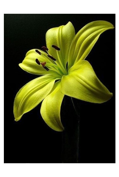 Nandina Botanik 3 Adet Fıstık Yeşili Kokulu Lilyum (Zambak) Çiçeği Soğanı Nandina Botanik 3 Adet Fıstık Yeşili Kokulu Lilyum (Zambak) Çiçeği Soğanı