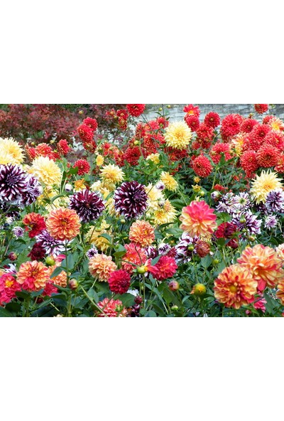 Nandina Botanik Yıldız Çiçeği Soğanı ( Dahlıa Yumrusu) 5 Adet Ebuli Karışık