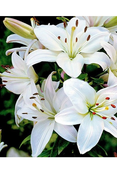 Nandina Botanik 3 Adet Kırmızı Kokulu Lilyum (Zambak) Çiçeği Soğanı