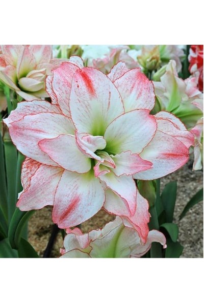 Nandina Botanik 3 Adet Pembe Renk Kokulu Lilyum (Zambak) Çiçeği Soğanı Nandina Botanik 3 Adet Pembe Renk Kokulu Lilyum (Zambak) Çiçeği Soğanı