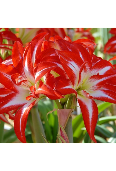 Nandina Botanik 3 Adet Kırmızı Beyaz Kokulu Lilyum (Zambak) Çiçeği Soğanı