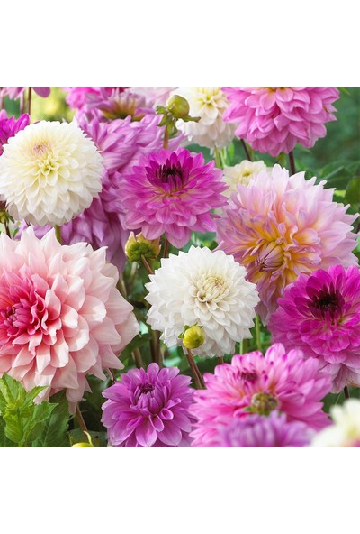 Nandina Botanik Yıldız Çiçeği Soğanı ( Dahlıa Yumrusu) 7 Adet Pembe Tonları ve Beyaz Nandina Botanik Yıldız Çiçeği Soğanı ( Dahlıa Yumrusu) 7 Adet Pembe Tonları ve Beyaz