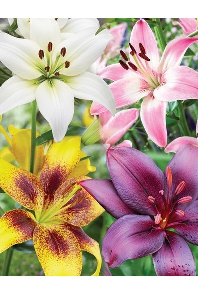 Nandina Botanik 4 Adet Kokulu Karışık Renklerde Lilyum (Zambak) Çiçeği Soğanı Nandina Botanik 4 Adet Kokulu Karışık Renklerde Lilyum (Zambak) Çiçeği Soğanı