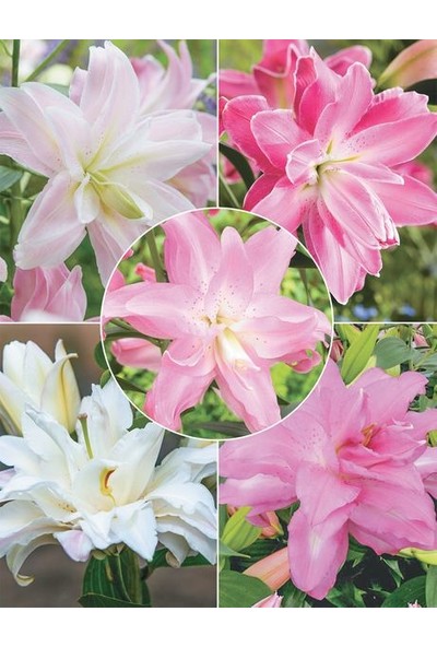 Nandina Botanik 5 Adet Kokulu Karışık Reklerde Lilyum (Zambak) Çiçeği Soğanı Nandina Botanik 5 Adet Kokulu Karışık Reklerde Lilyum (Zambak) Çiçeği Soğanı