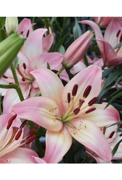 Nandina Botanik 3 Adet Kokulu Çilli Güzeli Lilyum (Zambak) Çiçeği Soğanı Nandina Botanik 3 Adet Kokulu Çilli Güzeli Lilyum (Zambak) Çiçeği Soğanı