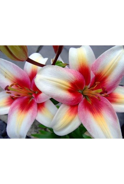 Nandina Botanik 3 Adet Kokulu Dört Renk Geçişli Lilyum (Zambak) Çiçeği Soğanı Nandina Botanik 3 Adet Kokulu Dört Renk Geçişli Lilyum (Zambak) Çiçeği Soğanı