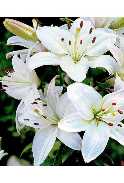 Nandina Botanik 3 Adet Kokulu Beyaz Gelin Lilyum (Zambak) Çiçeği Soğanı