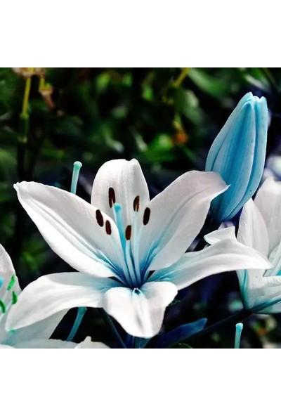 Nandina Botanik 3 Adet Kokulu Mavili Beyaz Lilyum (Zambak) Çiçeği Soğanı Nandina Botanik 3 Adet Kokulu Mavili Beyaz Lilyum (Zambak) Çiçeği Soğanı