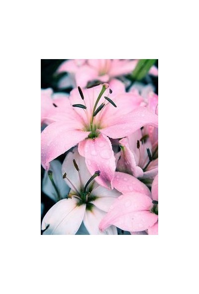 Nandina Botanik 3 Adet Kokulu Naif Pembe Zambak (Lilyum) Çiçeği Soğanı Nandina Botanik 3 Adet Kokulu Naif Pembe Zambak (Lilyum) Çiçeği Soğanı