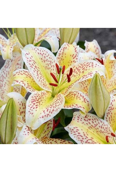 Nandina Botanik 3 Adet Çilli Kokulu Zambak (Lilyum) Çiçeği Soğanı Nandina Botanik 3 Adet Çilli Kokulu Zambak (Lilyum) Çiçeği Soğanı