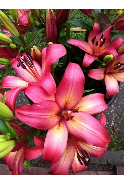 Nandina Botanik 3 Adet Kokulu Kadife Pembe Zambak (Lilyum) Çiçeği Soğanı Nandina Botanik 3 Adet Kokulu Kadife Pembe Zambak (Lilyum) Çiçeği Soğanı