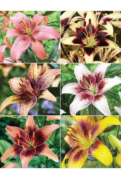 Nandina Botanik 6 Adet Kokulu Lekeli Lilyum (Zambak) Çiçeği Soğanı