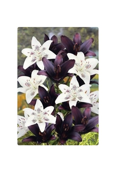 Nandina Botanik 4 Adet Siyah Beyaz Karışık Kokulu Zambajk (Lilyum) Çiçeği Soğanı