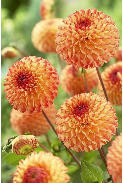 Nandina Botanik 3 Adet Yıldız Çiçeği Soğanı ( Dahlıa Yumrusu) Kırçıllı Turuncu