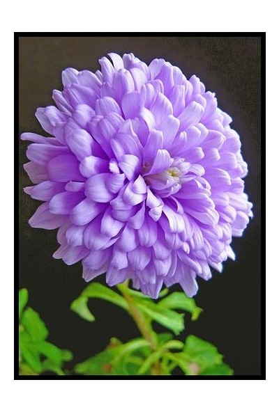 Nandina Botanik 3 Adet Yıldız Çiçeği Soğanı ( Dahlıa Yumrusu) Lila