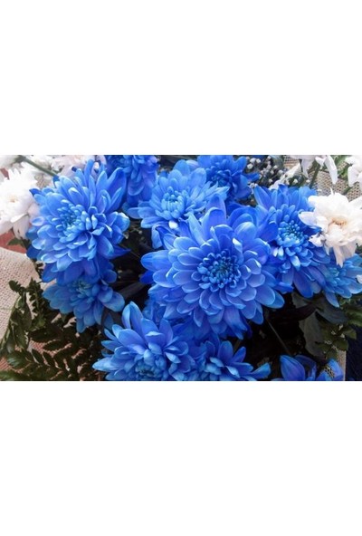 Nandina Botanik 3 Adet Yıldız Çiçeği Soğanı ( Dahlıa Yumrusu) Boncuk Mavisi