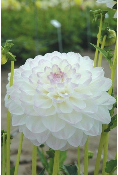 Nandina Botanik 3 Adet Yıldız Çiçeği Soğanı ( Dahlıa Yumrusu) Karbeyaz