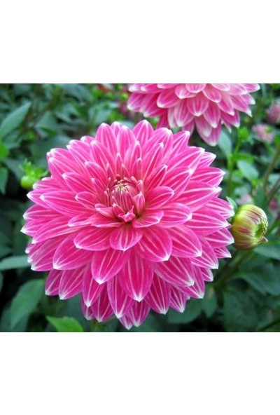 Nandina Botanik 3 Adet Yıldız Çiçeği Soğanı ( Dahlıa Yumrusu) Ebruli Pembe Nandina Botanik 3 Adet Yıldız Çiçeği Soğanı ( Dahlıa Yumrusu) Ebruli Pembe