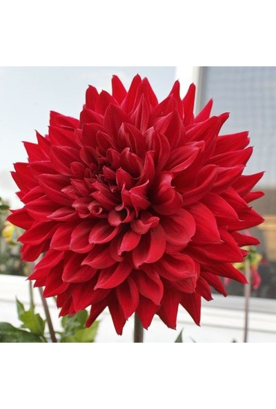 Nandina Botanik 3 Adet Yıldız Çiçeği Soğanı ( Dahlıa Yumrusu) Kırmızı Nandina Botanik 3 Adet Yıldız Çiçeği Soğanı ( Dahlıa Yumrusu) Kırmızı