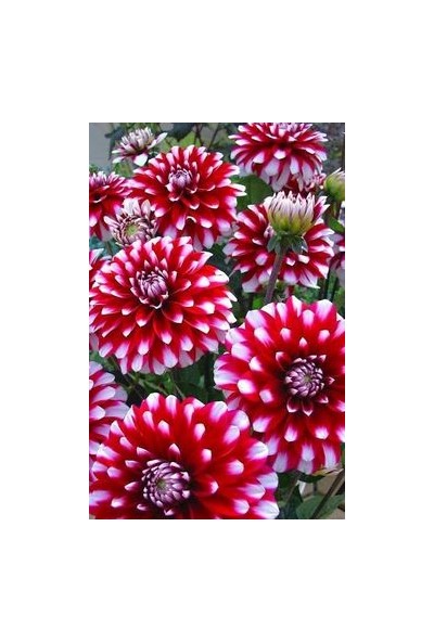 Nandina Botanik 3 Adet Yıldız Çiçeği Soğanı ( Dahlıa Yumrusu) Kırmızı Beyaz Uçlu