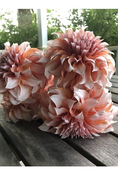 Nandina Botanik 3 Adet Yıldız Çiçeği Soğanı ( Dahlıa Yumrusu) Dev Somon