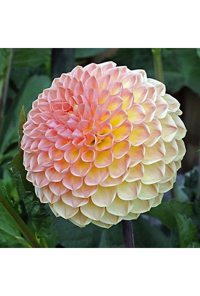 Nandina Botanik 3 Adet Yıldız Çiçeği Soğanı ( Dahlıa Yumrusu) Dev Parlak Somon Nandina Botanik 3 Adet Yıldız Çiçeği Soğanı ( Dahlıa Yumrusu) Dev Parlak Somon