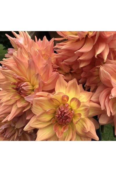 Nandina Botanik 3 Adet Yıldız Çiçeği Soğanı ( Dahlıa Yumrusu) Mat Somon