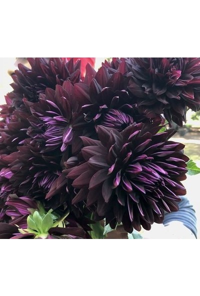 Nandina Botanik 3 Adet Yıldız Çiçeği Soğanı ( Dahlıa Yumrusu) Mürdüm