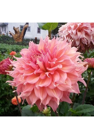 Nandina Botanik 3 Adet Yıldız Çiçeği Soğanı ( Dahlıa Yumrusu) Canlı Mercan Nandina Botanik 3 Adet Yıldız Çiçeği Soğanı ( Dahlıa Yumrusu) Canlı Mercan