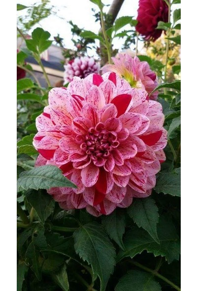 Nandina Botanik 3 Adet Yıldız Çiçeği Soğanı ( Dahlıa Yumrusu) Kırçıllı Pembe Nandina Botanik 3 Adet Yıldız Çiçeği Soğanı ( Dahlıa Yumrusu) Kırçıllı Pembe